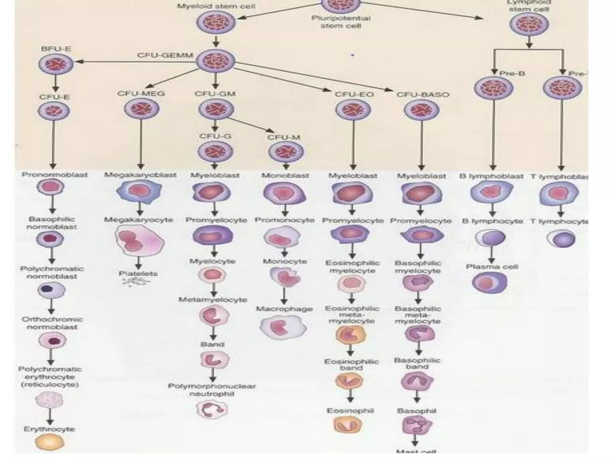5 Leukopoiesis (1).pdf