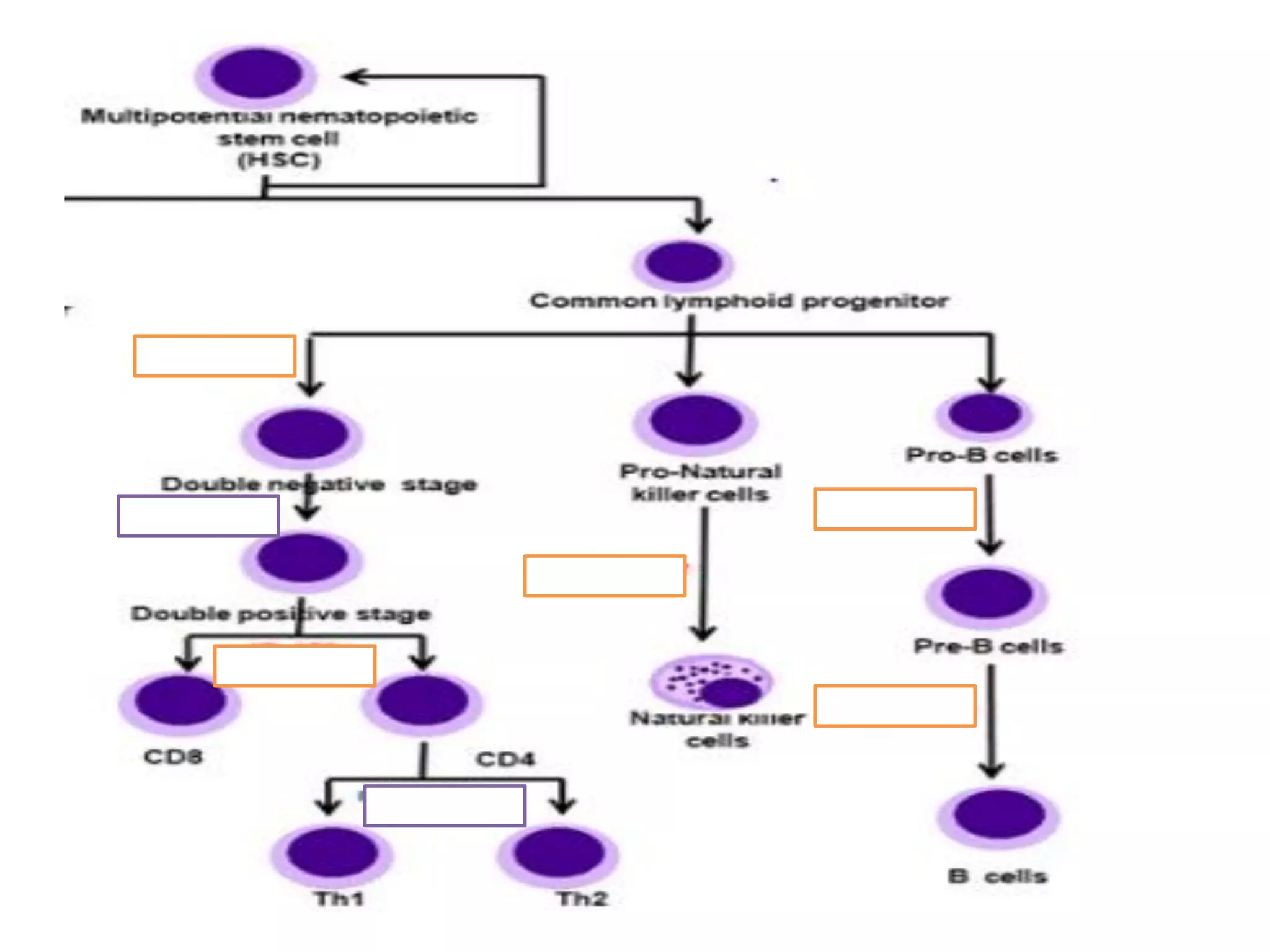 5 Leukopoiesis (1).pdf