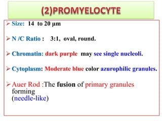 5 Leukopoiesis (1).pdf