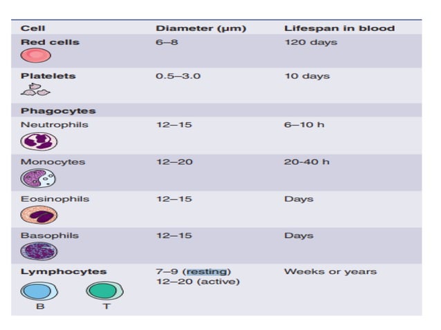 5 Leukopoiesis (1).pdf | Blood Disorders | Diseases and Conditions
