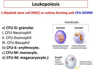 5 Leukopoiesis (1).pdf