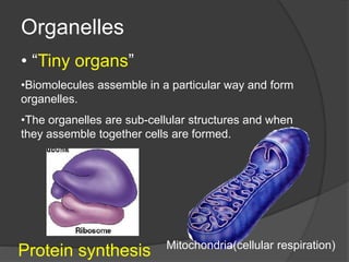 5 level of organization new | PPT