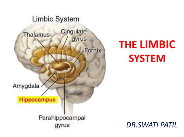 5 limbic system | PPTX | Brain and Nervous System Disorders | Diseases ...