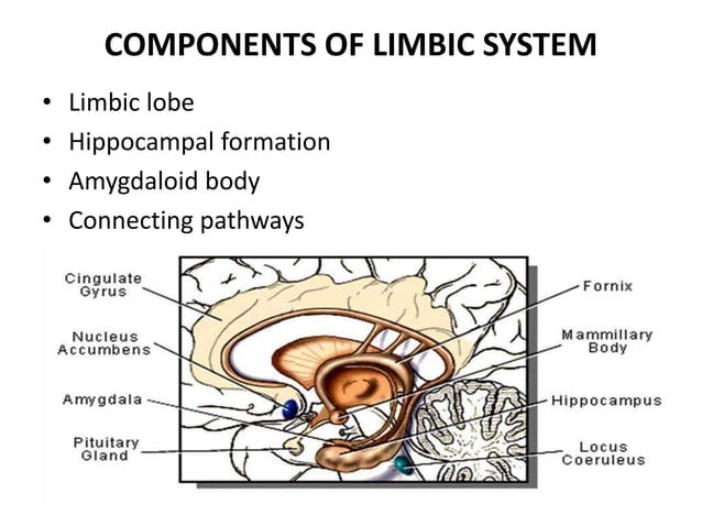 5 limbic system | PPTX | Brain and Nervous System Disorders | Diseases and Conditions