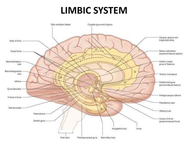 5 limbic system | PPTX | Brain and Nervous System Disorders | Diseases and Conditions