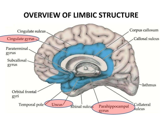 5 limbic system | PPTX | Brain and Nervous System Disorders | Diseases ...
