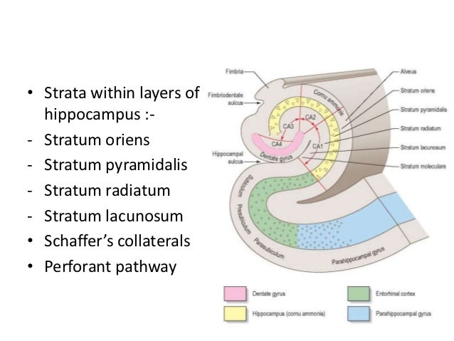 5 limbic system