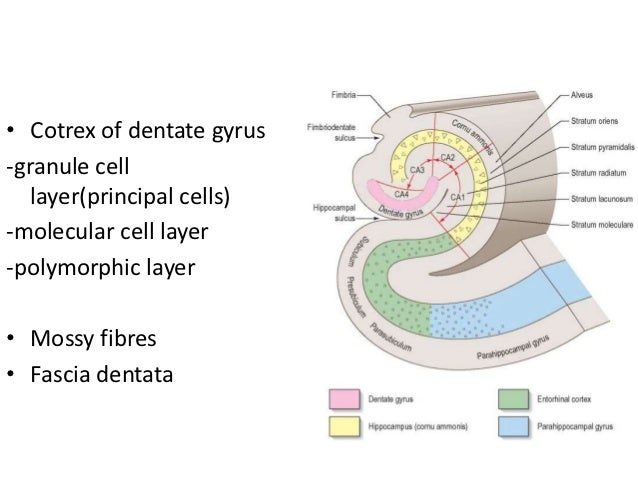 5 limbic system