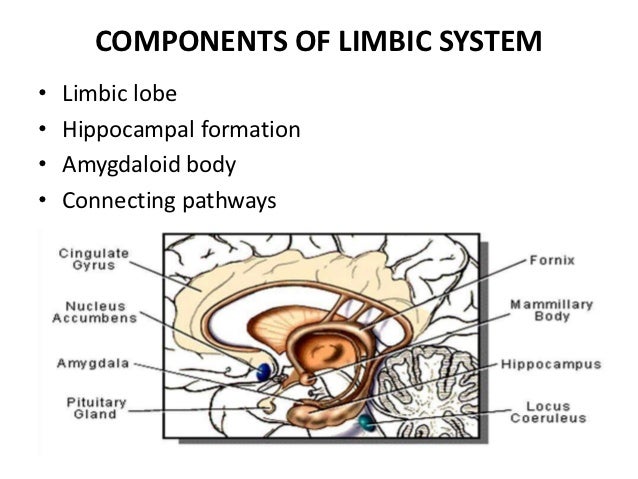 5 limbic system