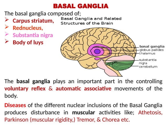 5 Limbic System & Basal Ganglia .pptx