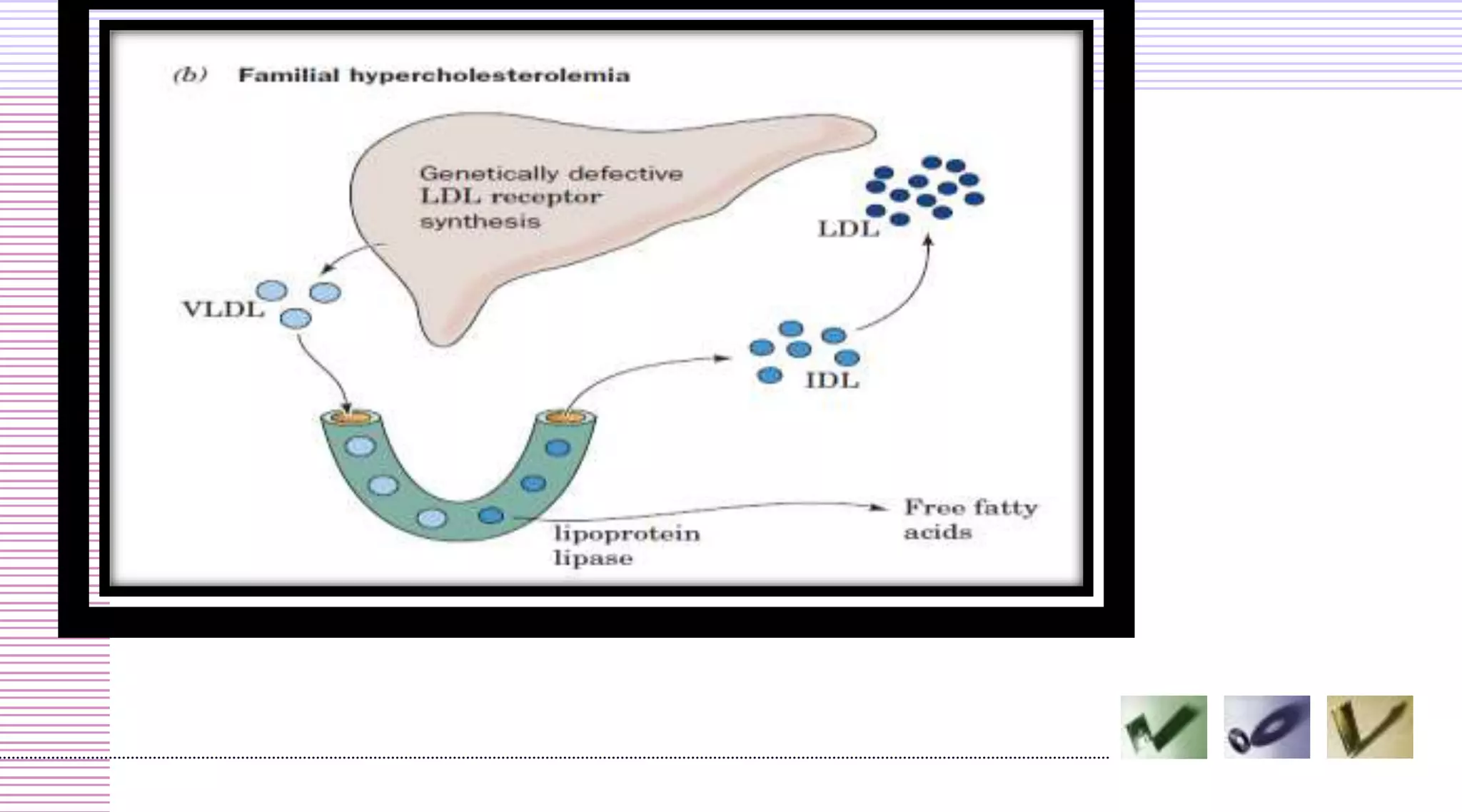 5 lipoprotein metabolism.ppt | Endocrine and Metabolic Diseases ...