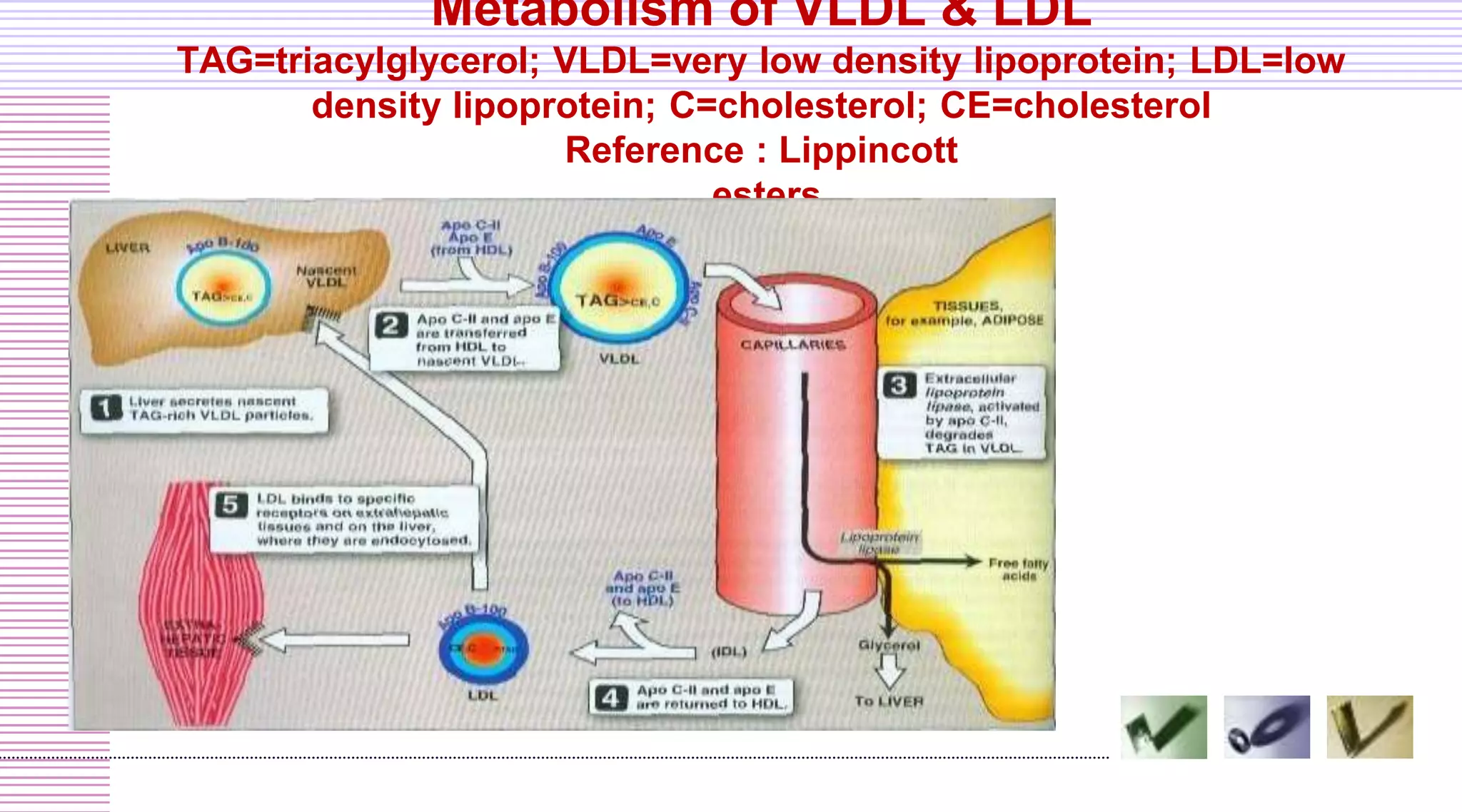 5 lipoprotein metabolism.ppt | Endocrine and Metabolic Diseases | Diseases and Conditions
