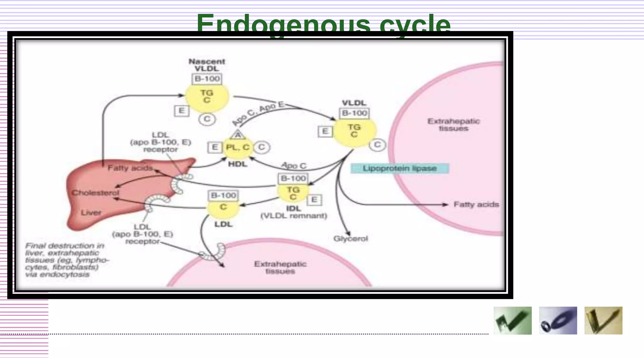 5 lipoprotein metabolism.ppt | Endocrine and Metabolic Diseases ...