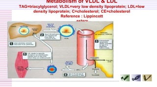 5 lipoprotein metabolism.ppt | Endocrine and Metabolic Diseases ...