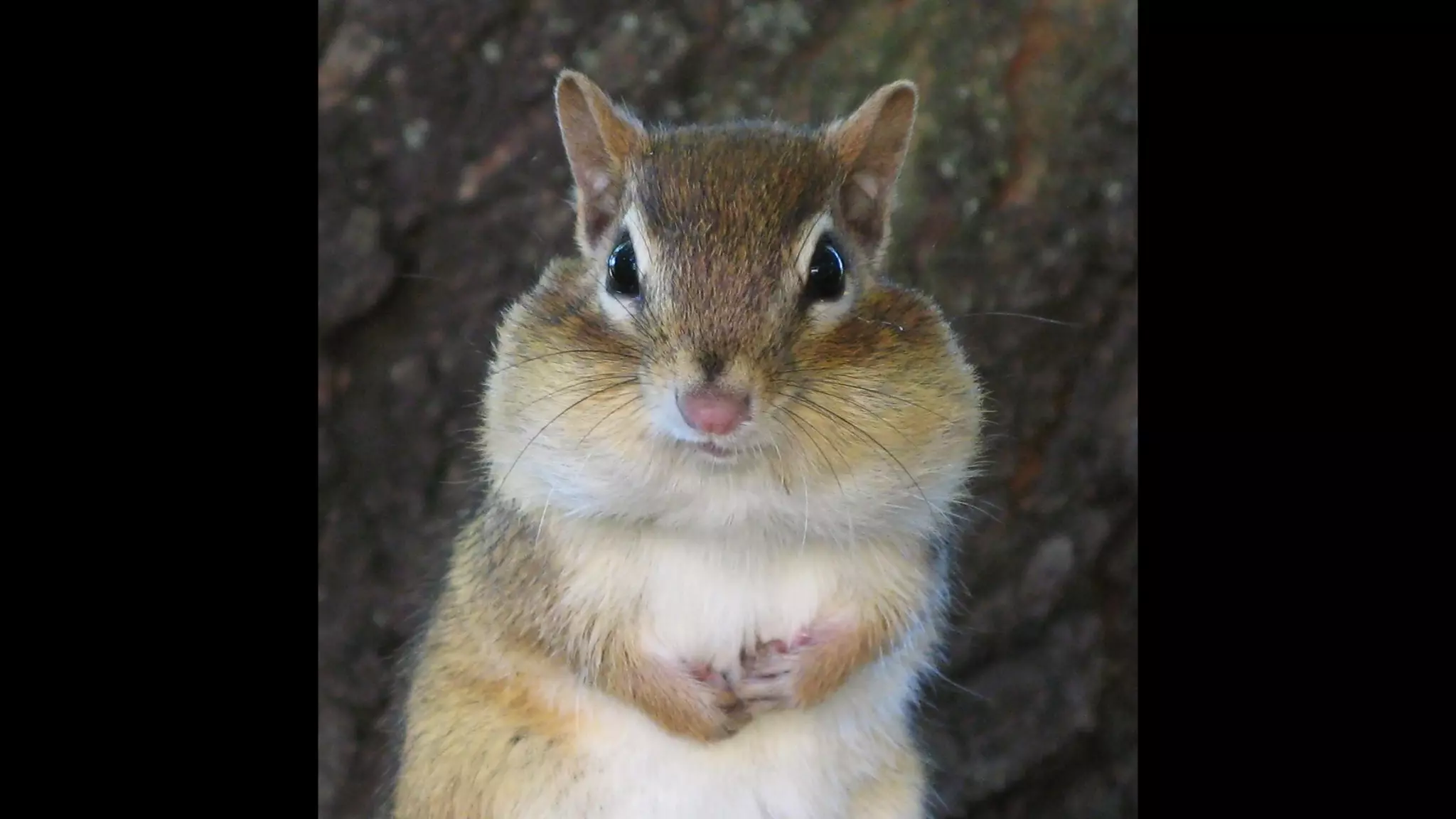 Common Film Language Shot Types | PDF