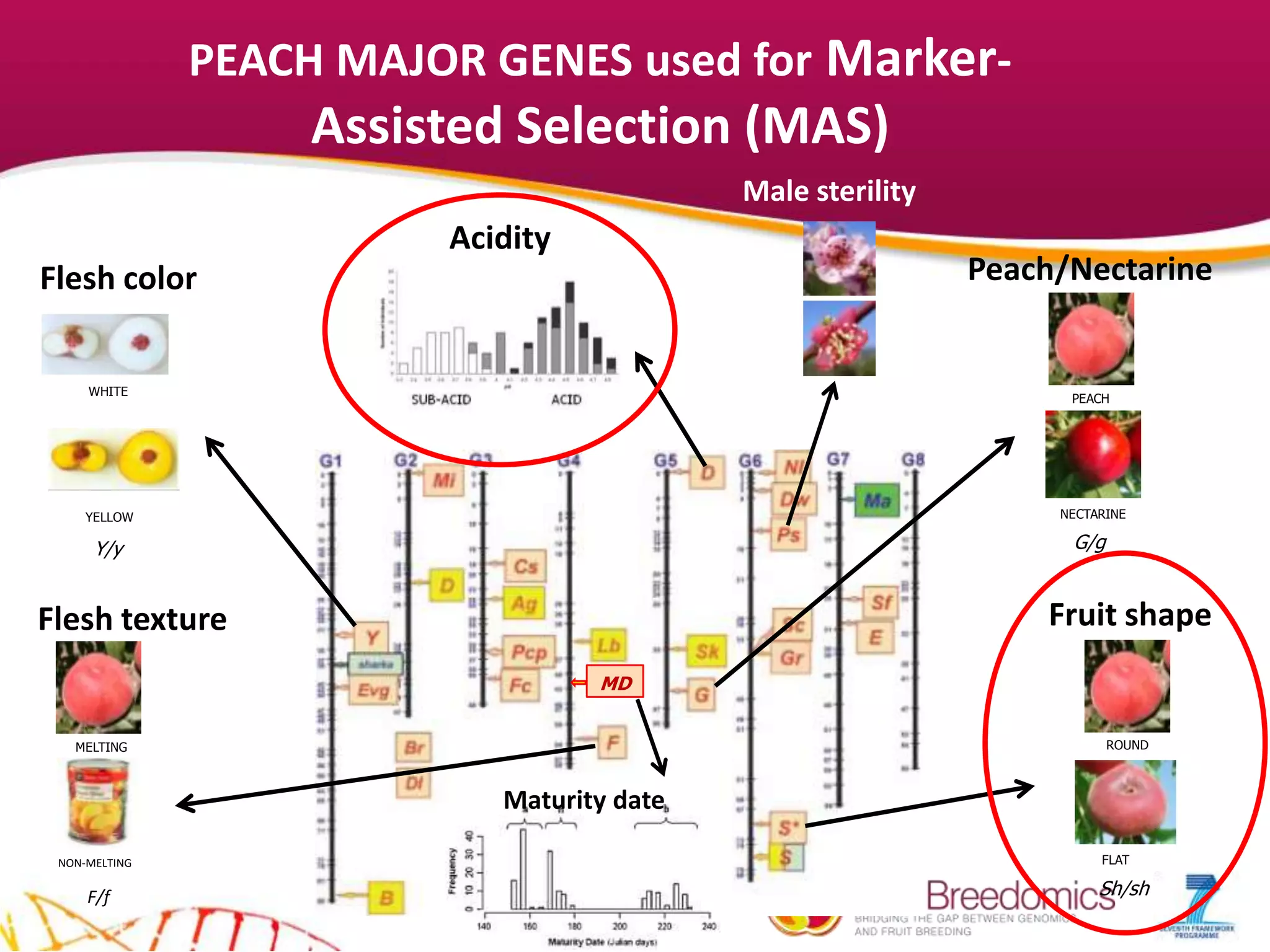 5 mab peach breeding arus pere | PPTX
