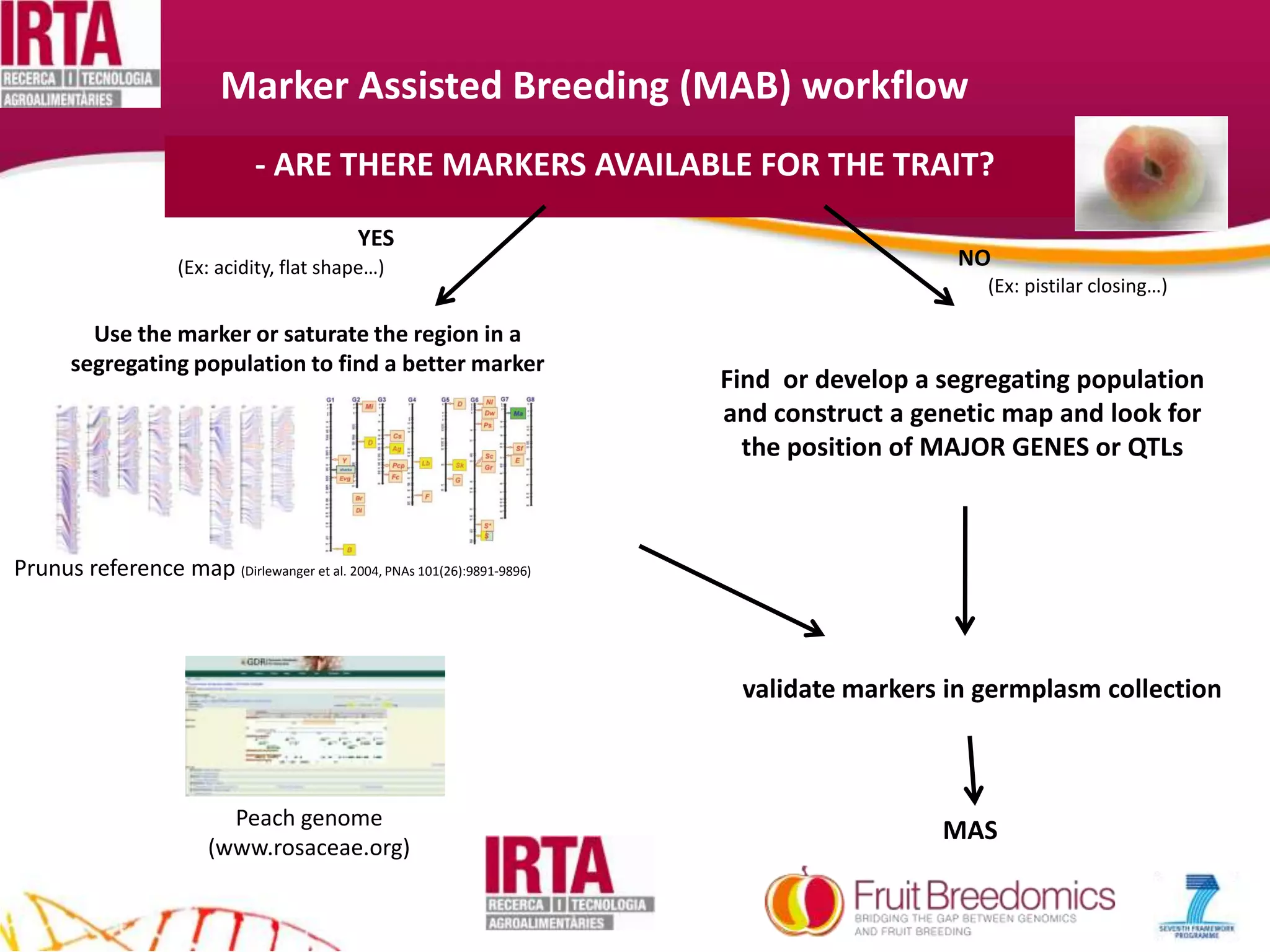 5 mab peach breeding arus pere | PPTX