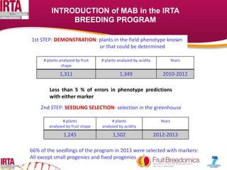 5 mab peach breeding arus pere | PPTX