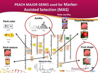 5 mab peach breeding arus pere | PPTX