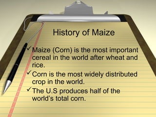 Maize genetics power point presentation. | PPT
