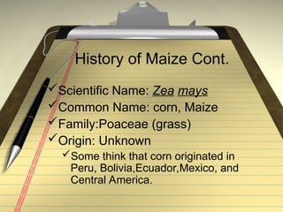 Maize genetics power point presentation. | PPT