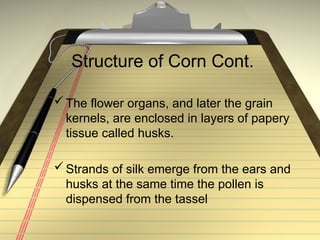 Maize genetics power point presentation. | PPT