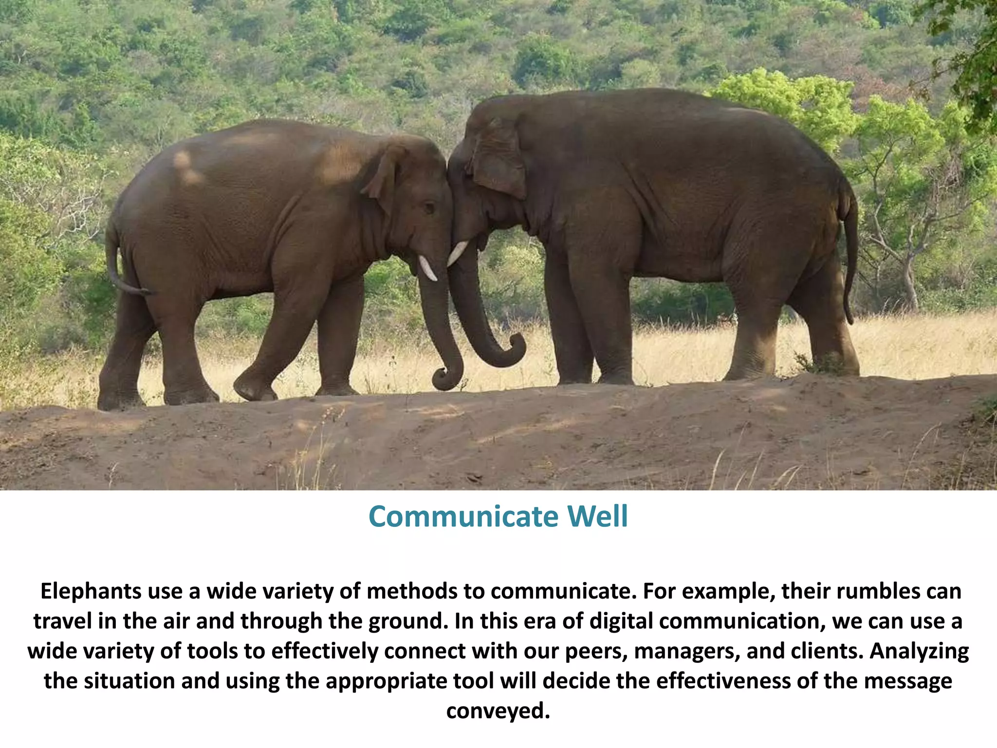 5 Management Lessons From Elephants | PPT