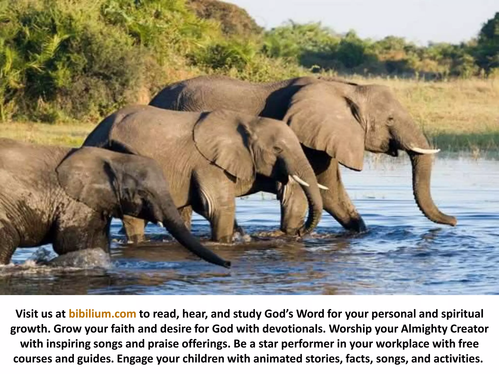 5 Management Lessons From Elephants | PPT