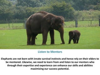 5 Management Lessons From Elephants | PPT