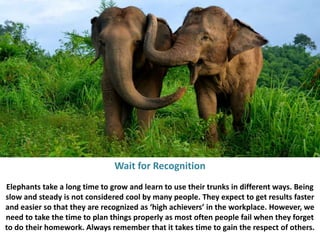 5 Management Lessons From Elephants | PPT