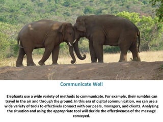 5 Management Lessons From Elephants | PPT