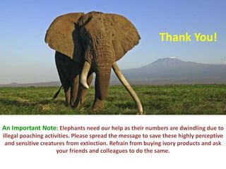 5 Management Lessons From Elephants | PPT