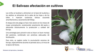 5 MANEJO AGROECOLÓGICO DE PLAGAS Y ENFERMEDADES EN SISTEMAS ...