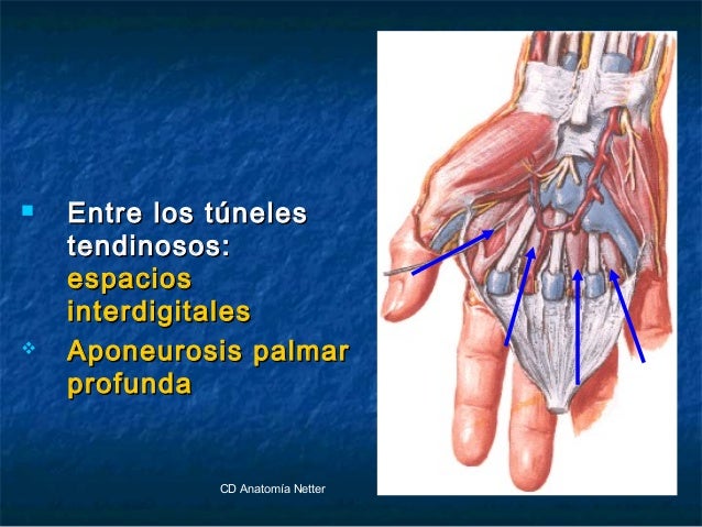 Palmar Aponeurosis