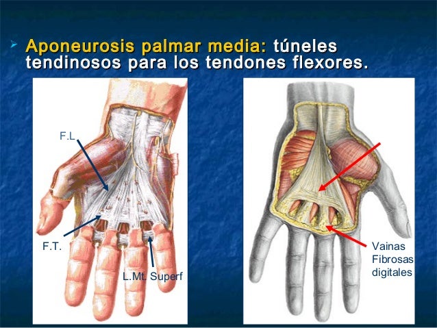 Palmar Aponeurosis
