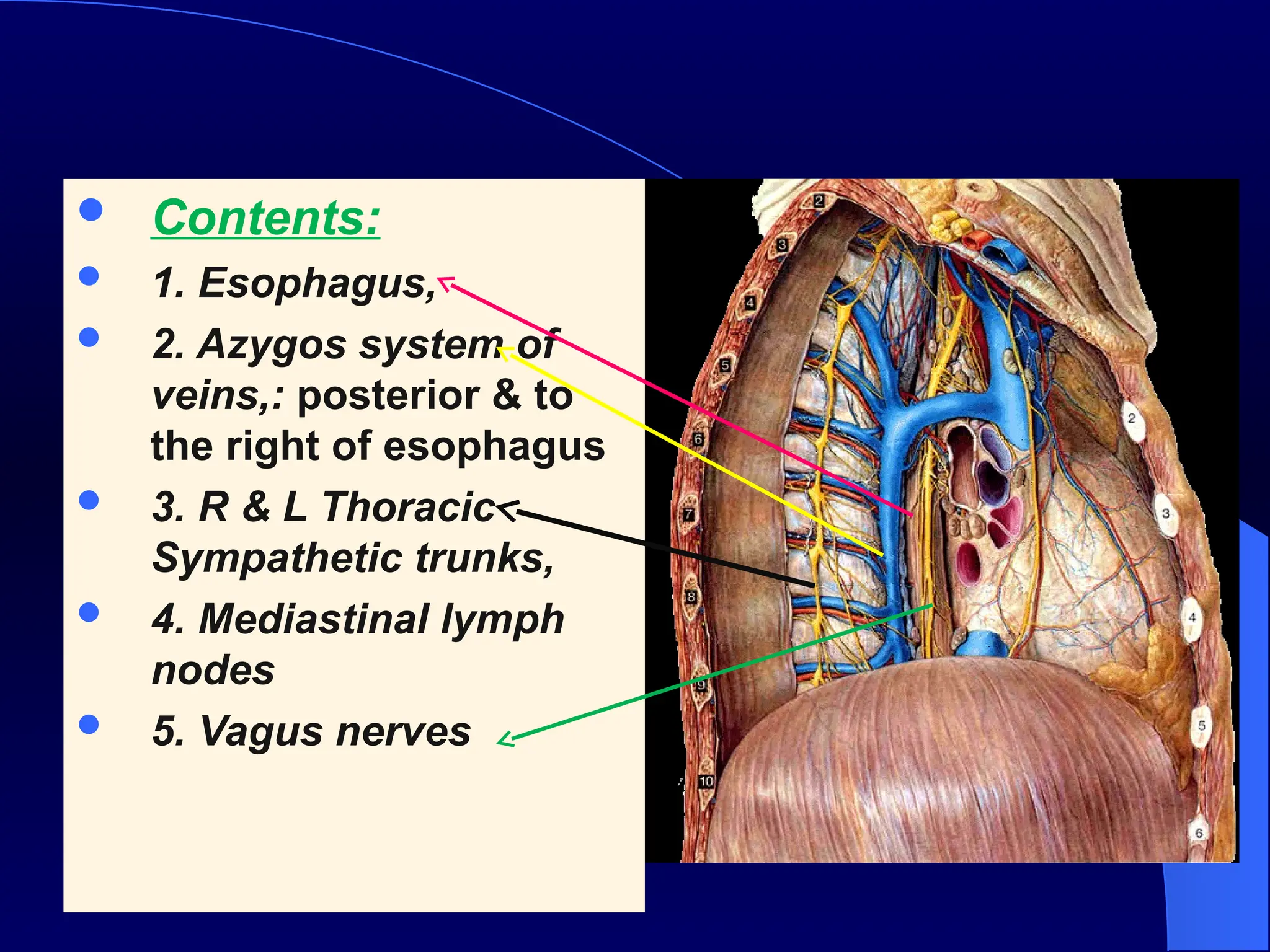 5) Mediastinum(Anatomy & Histology).pptx .ppt