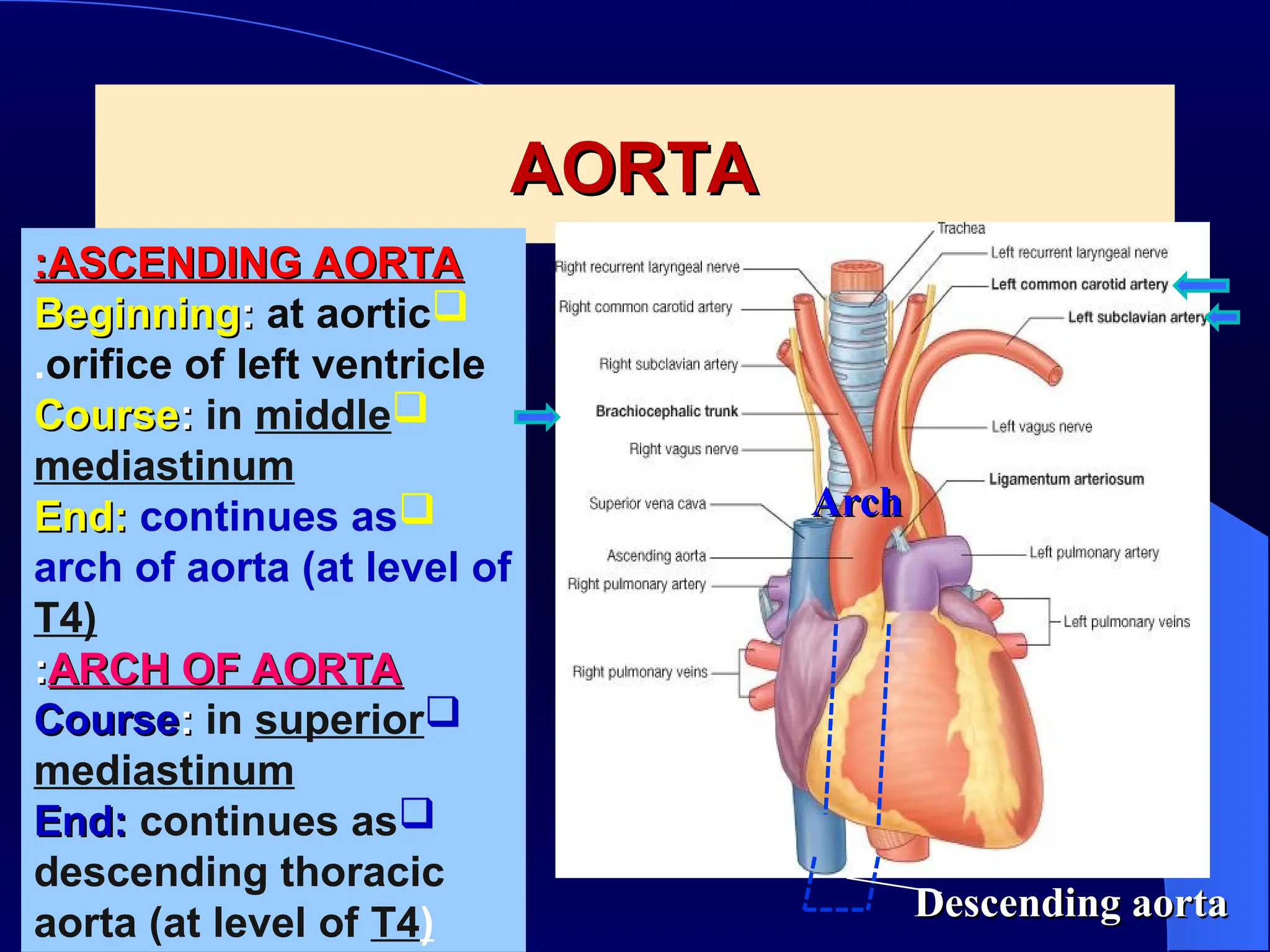 5) Mediastinum(Anatomy & Histology).pptx .ppt