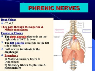 5) Mediastinum(Anatomy & Histology).pptx .ppt