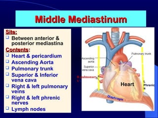 5) Mediastinum(Anatomy & Histology).pptx .ppt