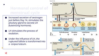 5 Menstrual cycle (3).pptx based on life sciences | PPTX