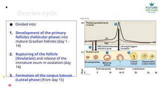 5 Menstrual cycle (3).pptx based on life sciences | PPTX