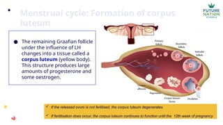 5 Menstrual cycle (3).pptx based on life sciences | PPTX
