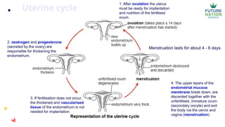 5 Menstrual cycle (3).pptx based on life sciences | PPTX