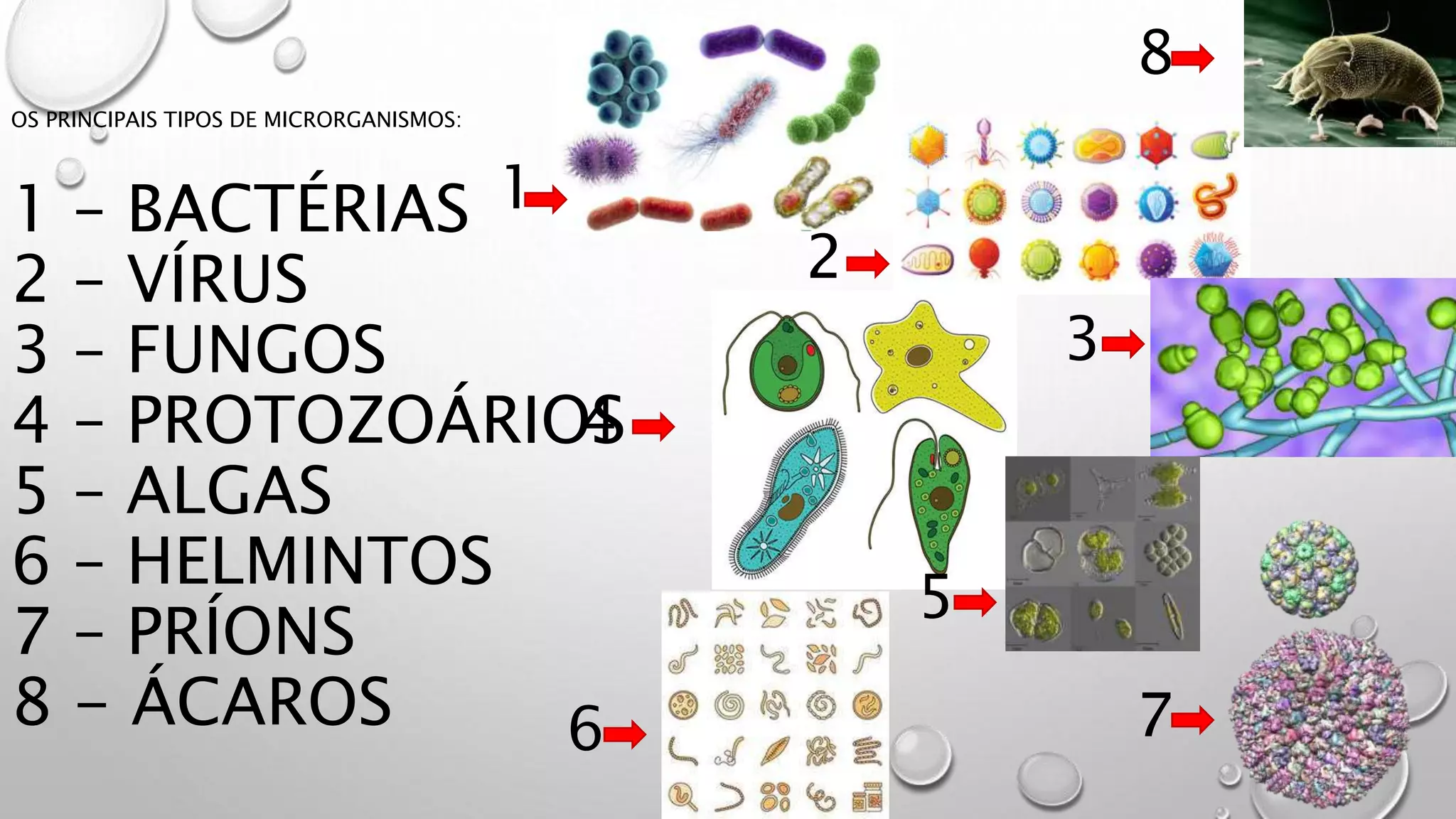 5 Microbiologia tipos de microrganismos.pptx