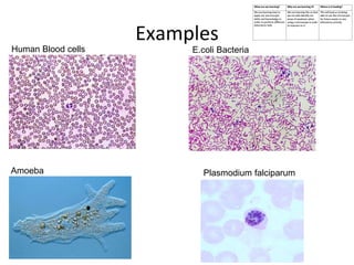 Microscope parts and E Lab.pptx