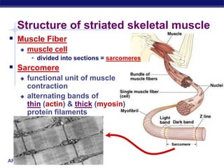 muscle contraction | PPT