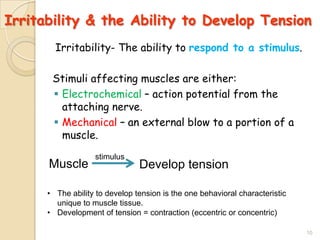 Muscular System (Our Muscle) | PPTX