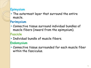 Muscular System (Our Muscle) | PPTX