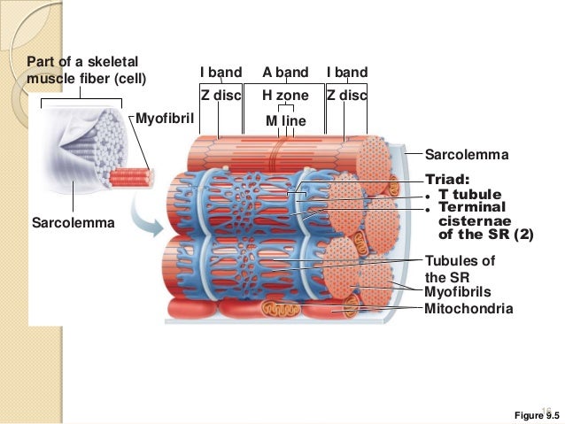 Muscular System (Our Muscle)
