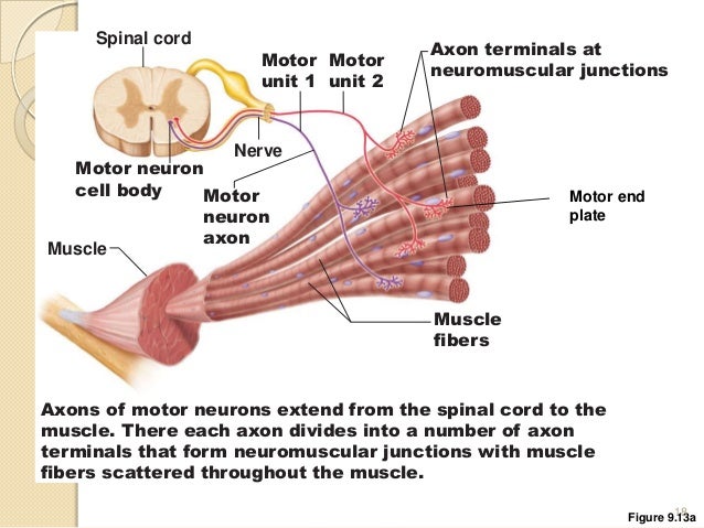 Muscular System (Our Muscle)